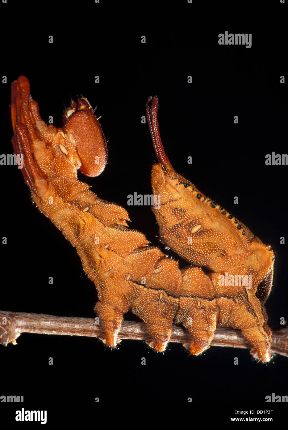 Name derives from the remarkable crustacean like appearance of the ...