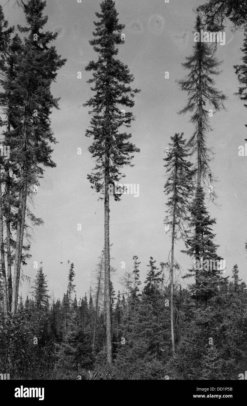 Cold climate ecosystems Black and White Stock Photos & Images - Alamy