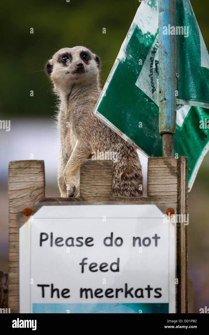 Please do not feed the Meerkats Sign Meerkats at Trough of Bowland Wild ...