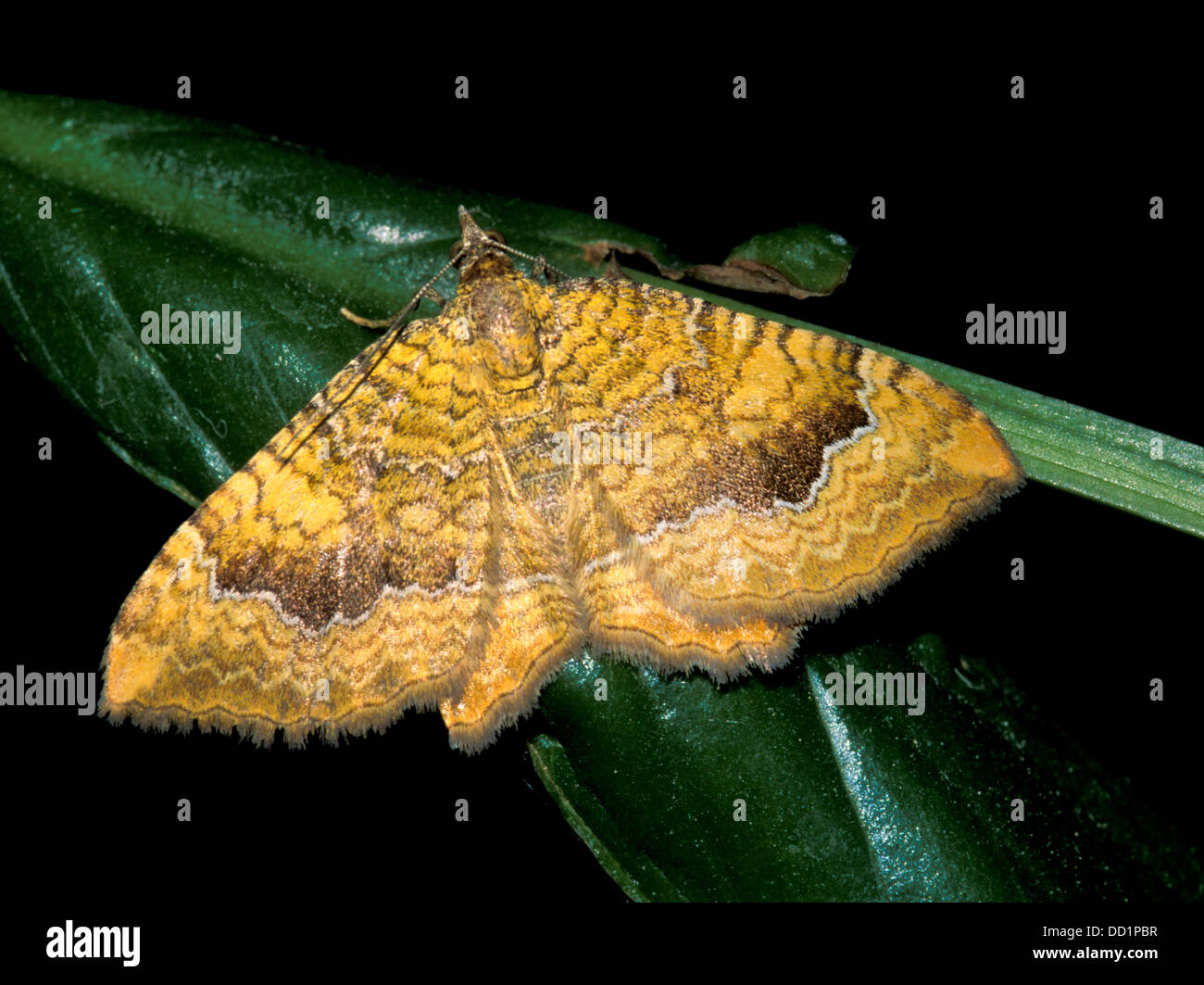 Yellow Shell Moth, Camptogramma bilineata, UK Stock Photo - Alamy