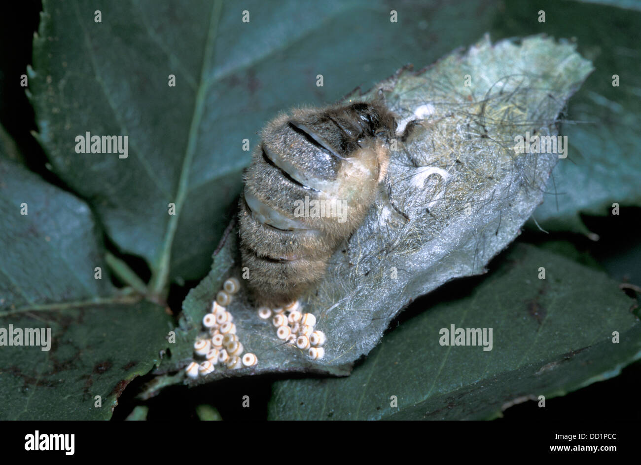 Wingless moth hi-res stock photography and images - Alamy