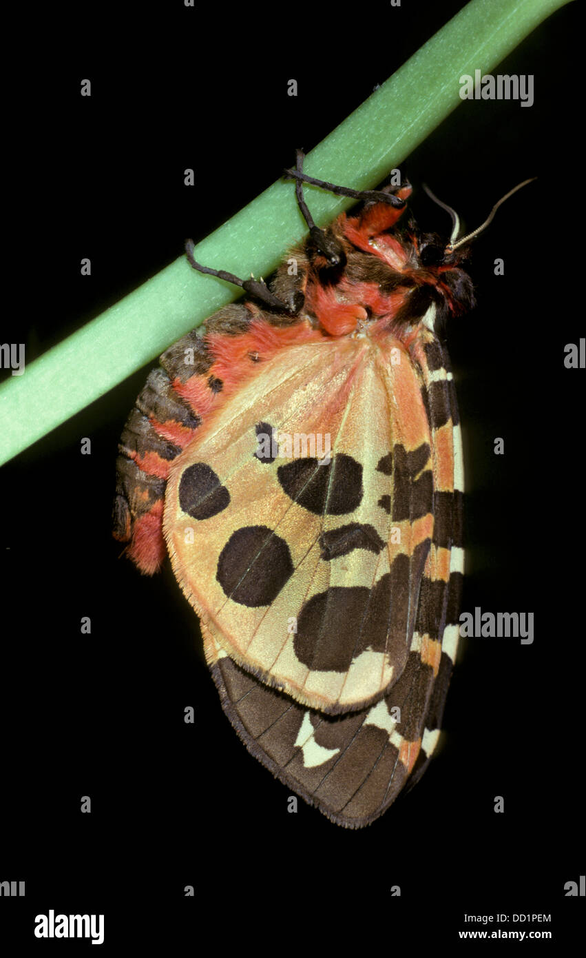 Garden tiger moth hi-res stock photography and images - Alamy