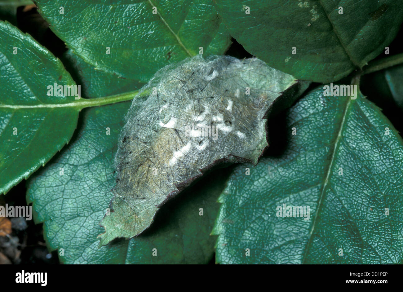 Vapourer Moth, Orgyia antigua, UK Stock Photo - Alamy
