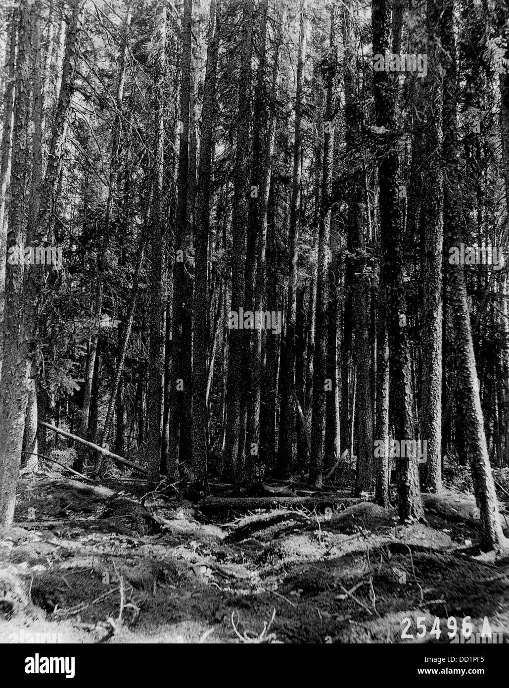 Muskeg Black and White Stock Photos & Images - Alamy