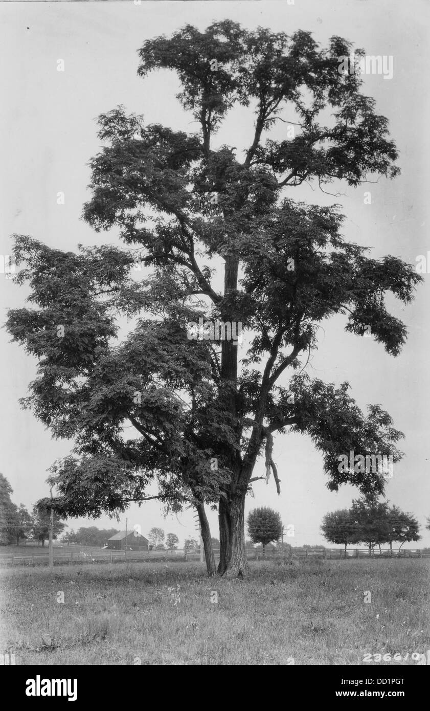 The Black Locust (Robinia pseudoacacia) is a native North American tree ...