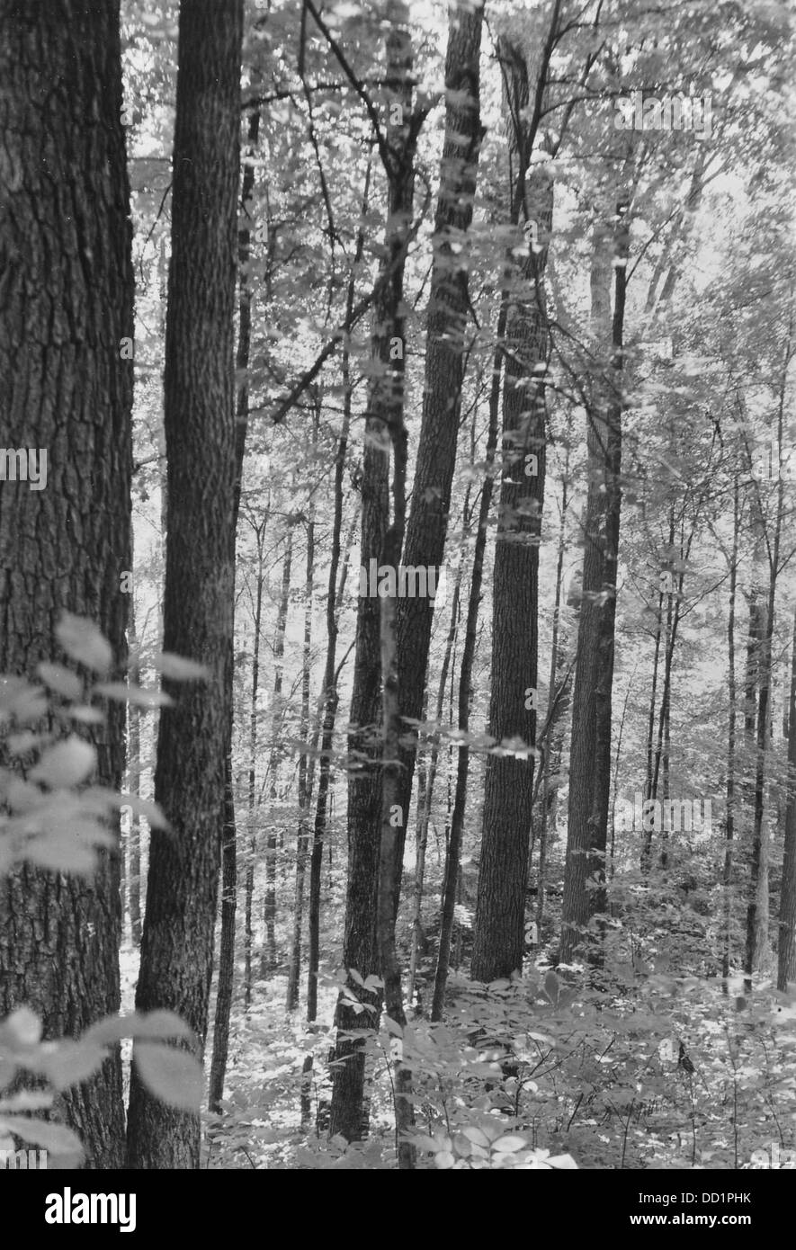 Eco tree trees agriculture Black and White Stock Photos & Images - Alamy