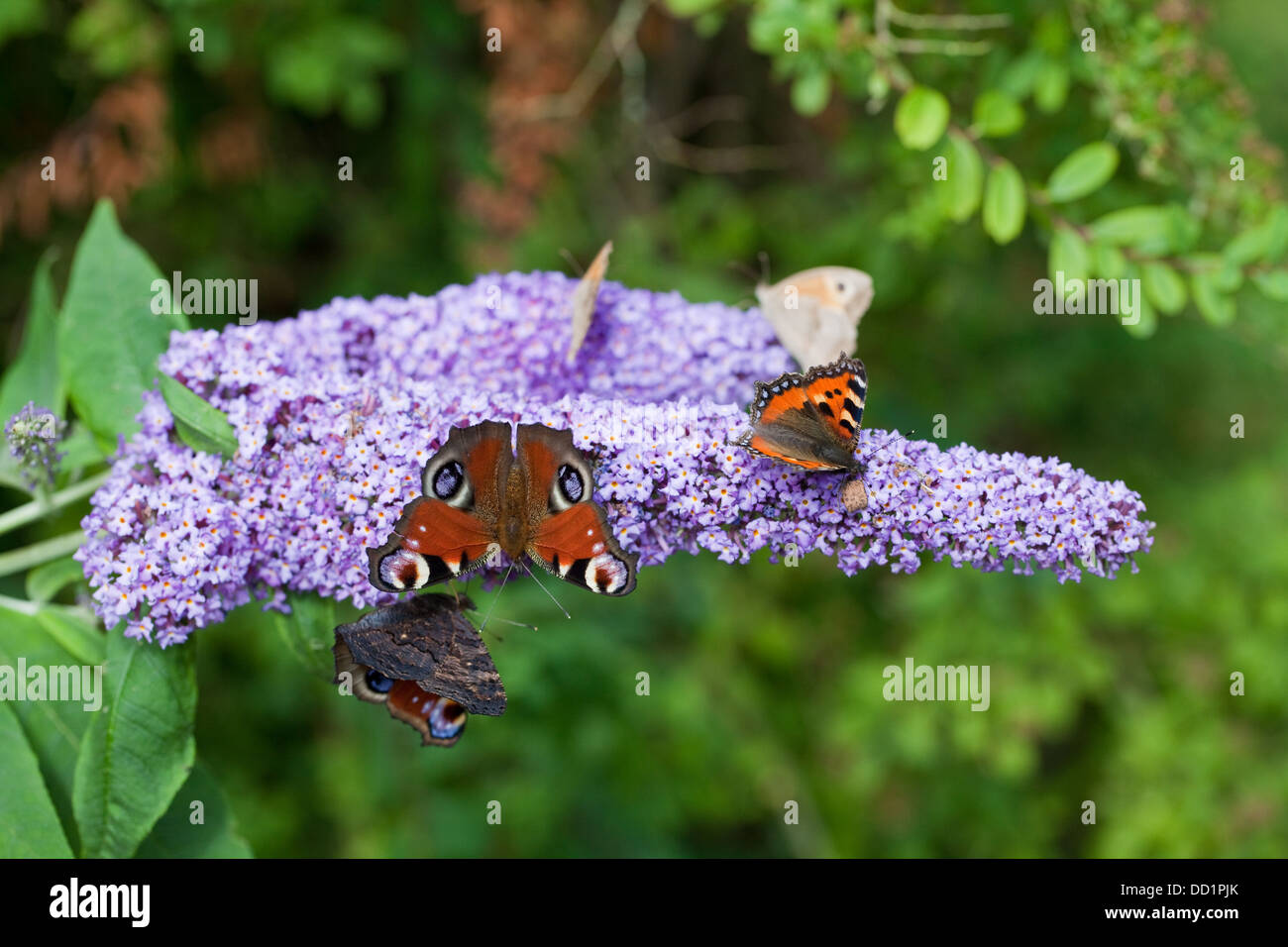 Peacock (Inachis io), Small Tortoiseshell (Aglais), with Meadow Brown ...