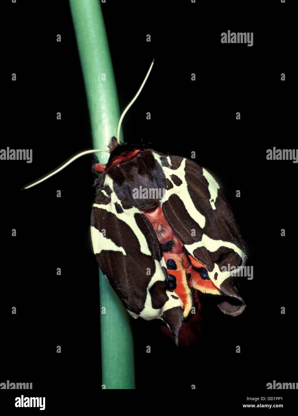 Garden tiger arctia caja moth hi-res stock photography and images - Alamy