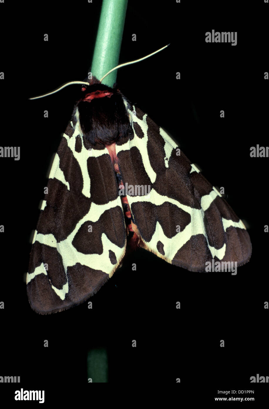 Garden Tiger Moth, Arctia caja, UK Stock Photo - Alamy