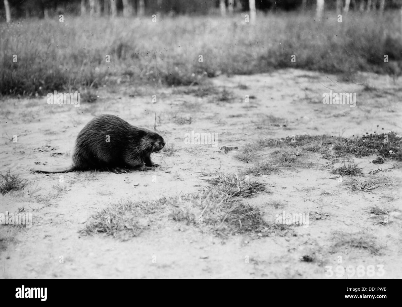 A beaver in its natural habitat, showcasing its distinctive features ...