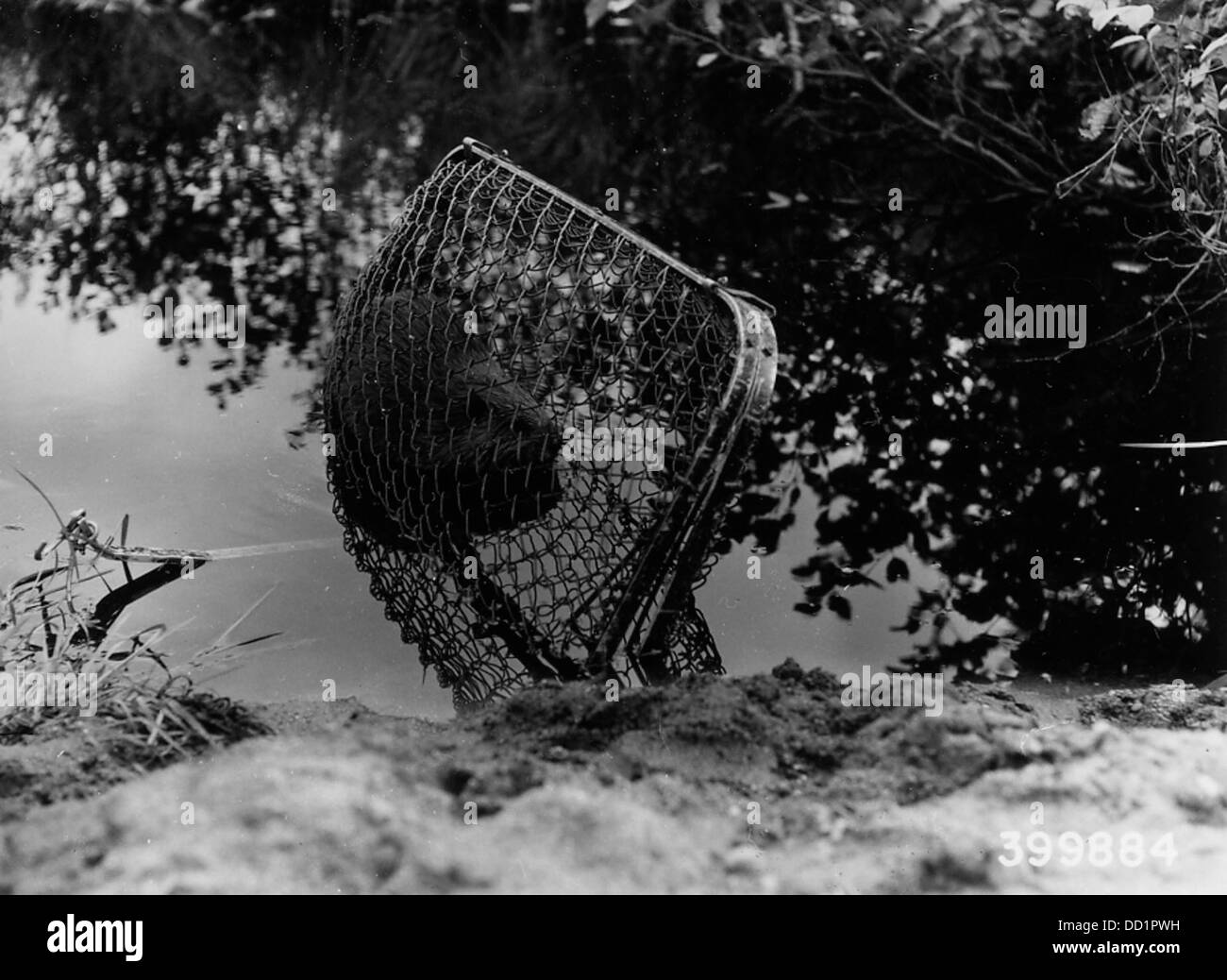 A beaver is caught in a live trap, typically used in wildlife ...