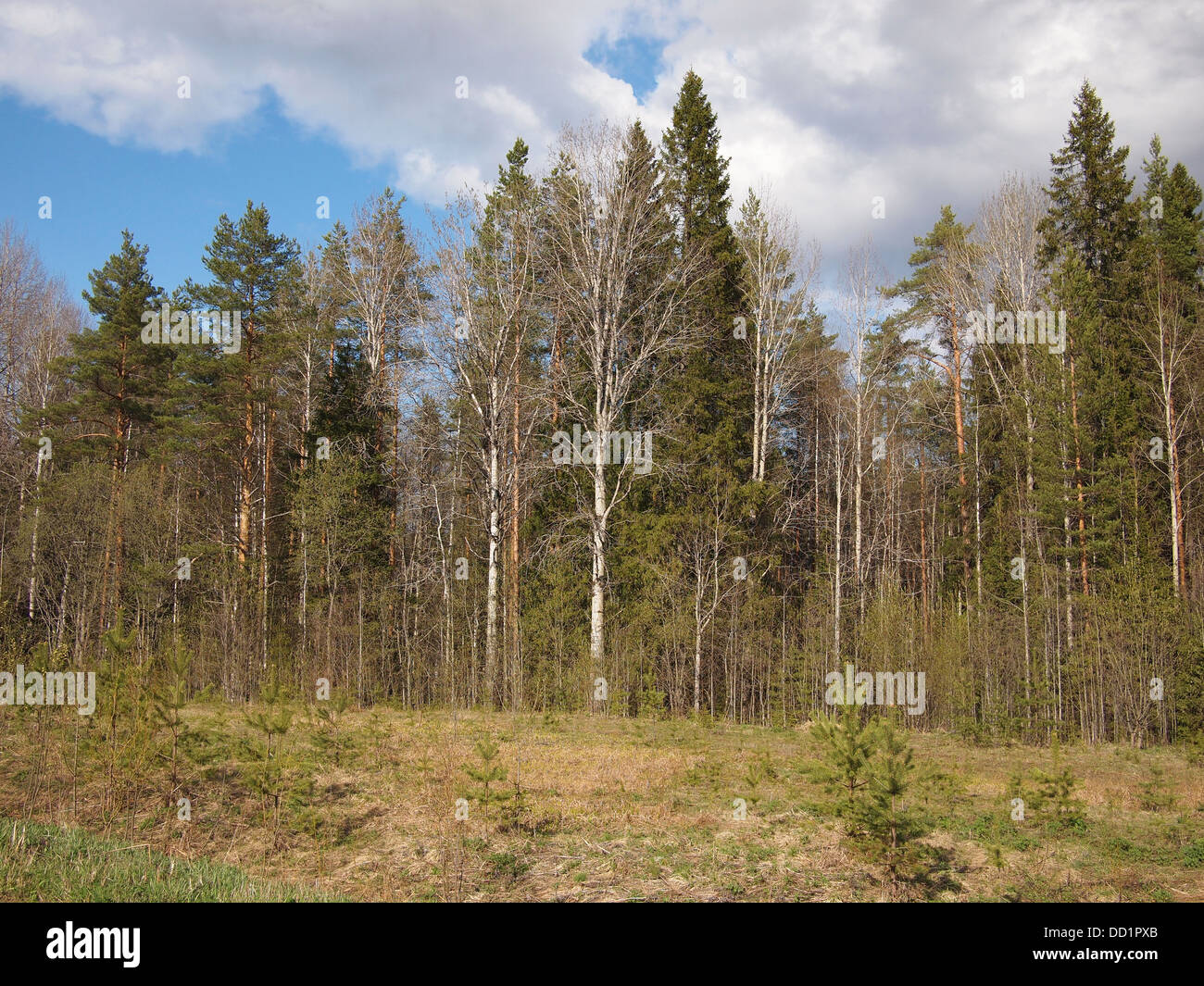 Forest Spring Stock Photo - Alamy