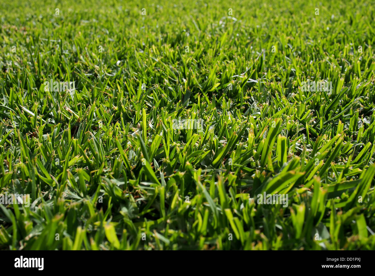 Beautiful green grass texture Stock Photo - Alamy