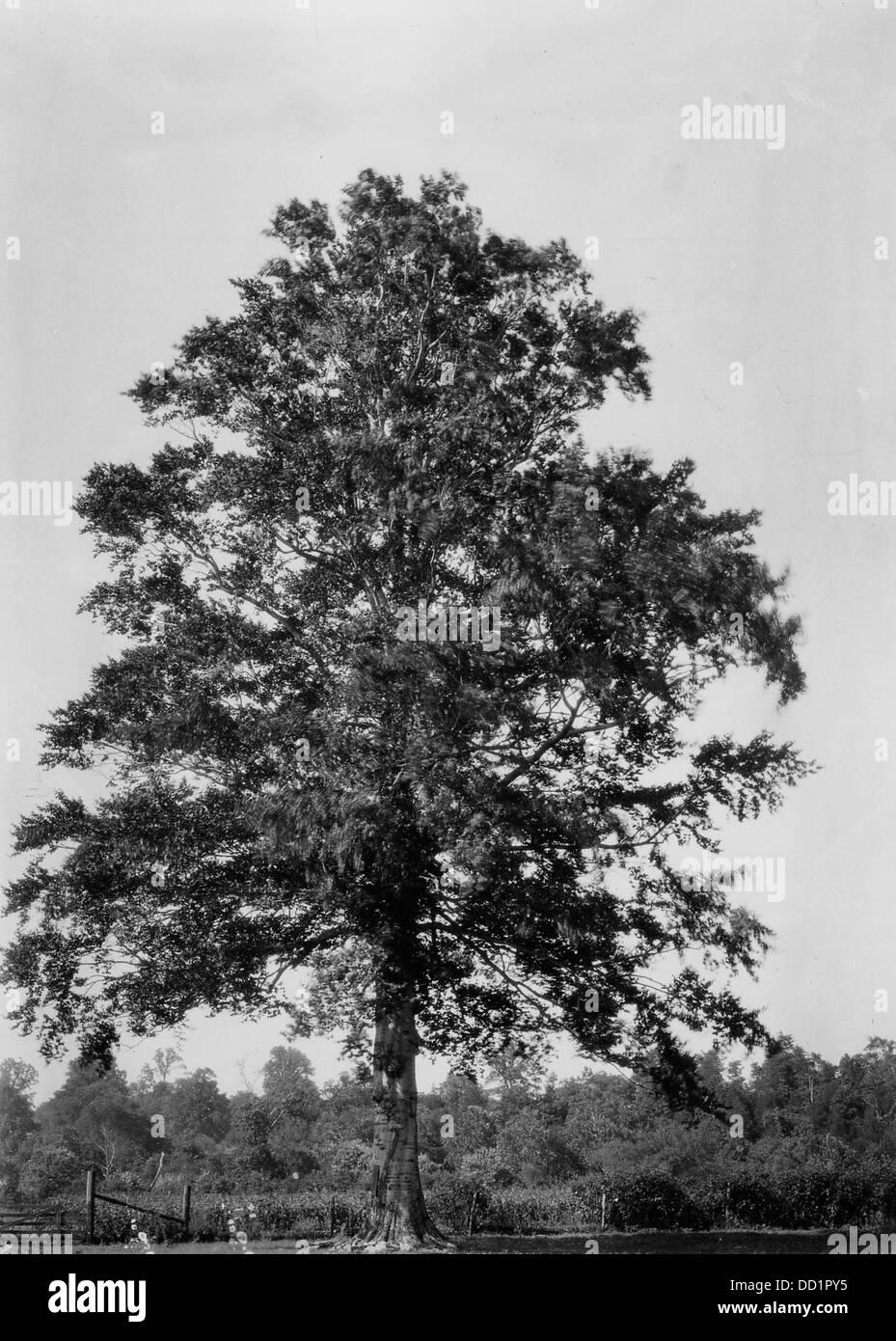 Beech species Black and White Stock Photos & Images - Alamy