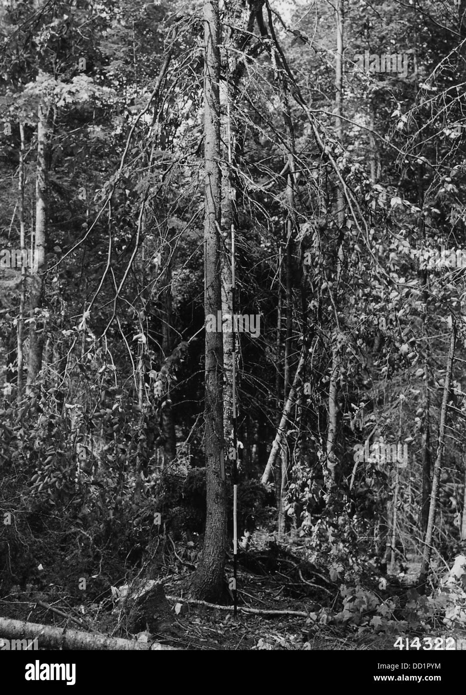 An image showing the bole (trunk) of a white spruce tree, highlighting ...