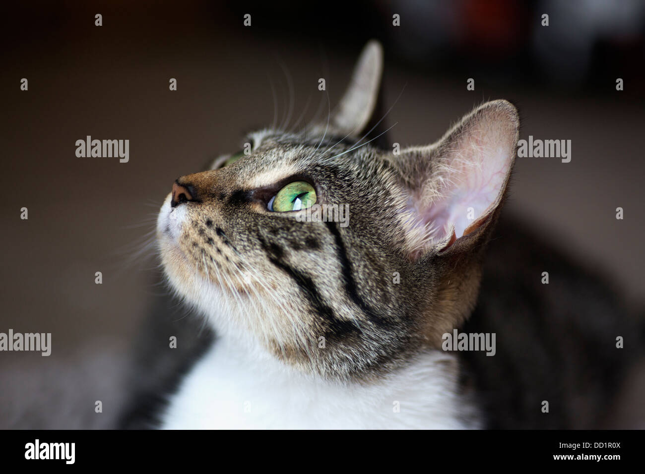 Eyes looking upwards hi-res stock photography and images - Alamy