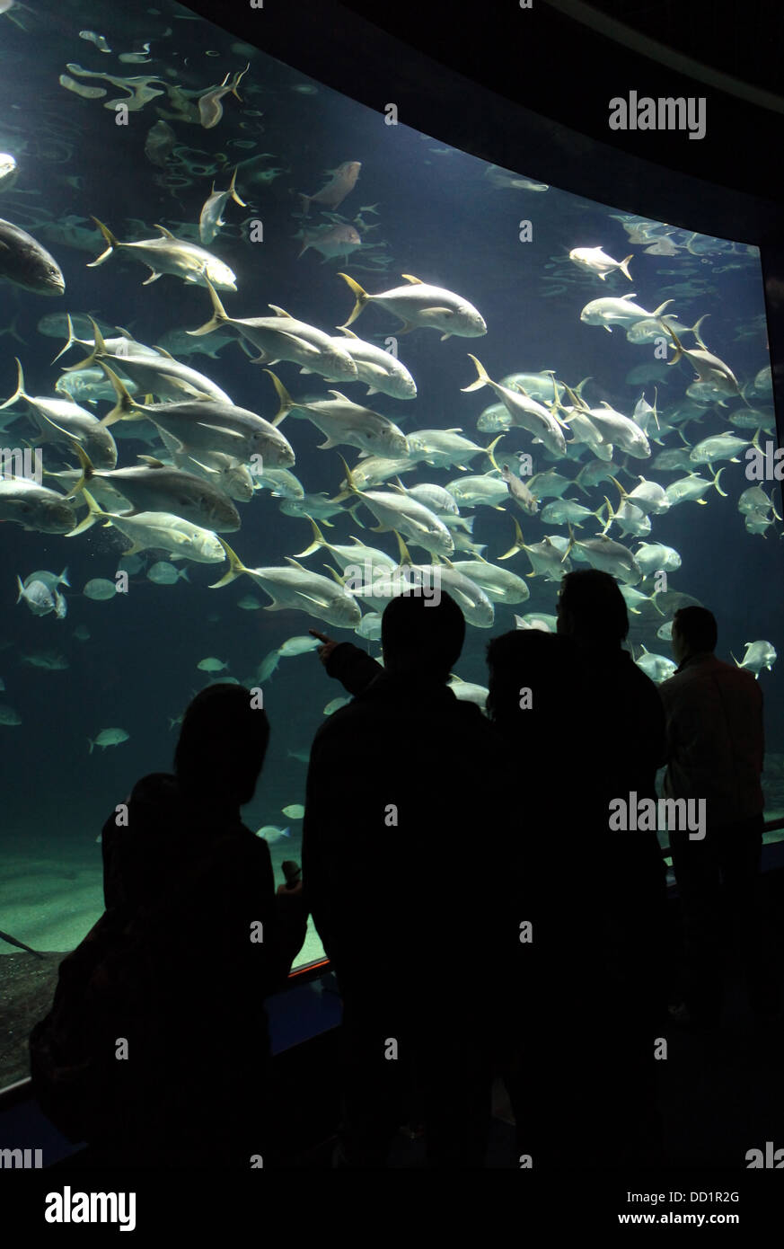 Aquarium whale tank hi-res stock photography and images - Alamy