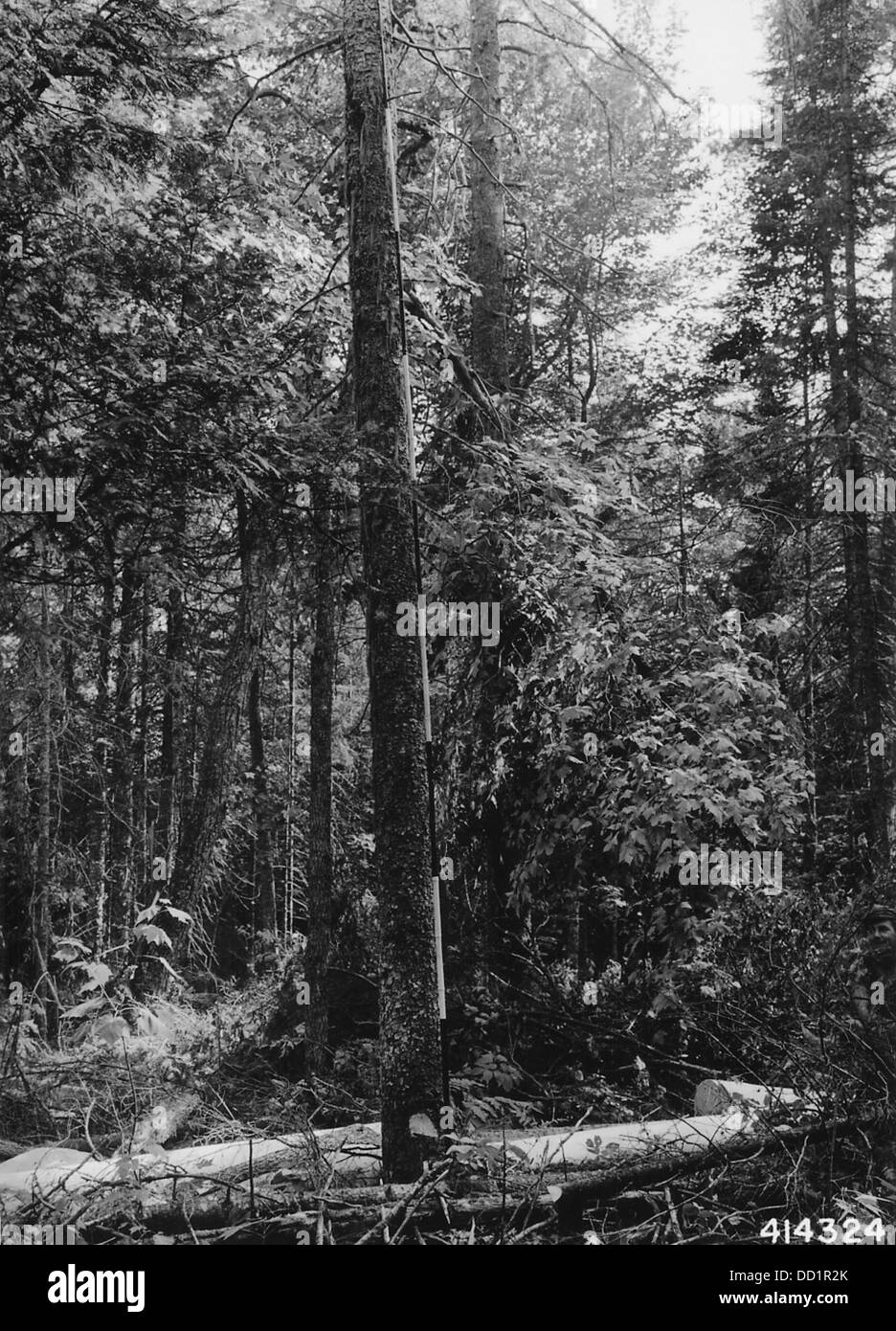 The bole of a white spruce tree is depicted, showing the tree's trunk ...