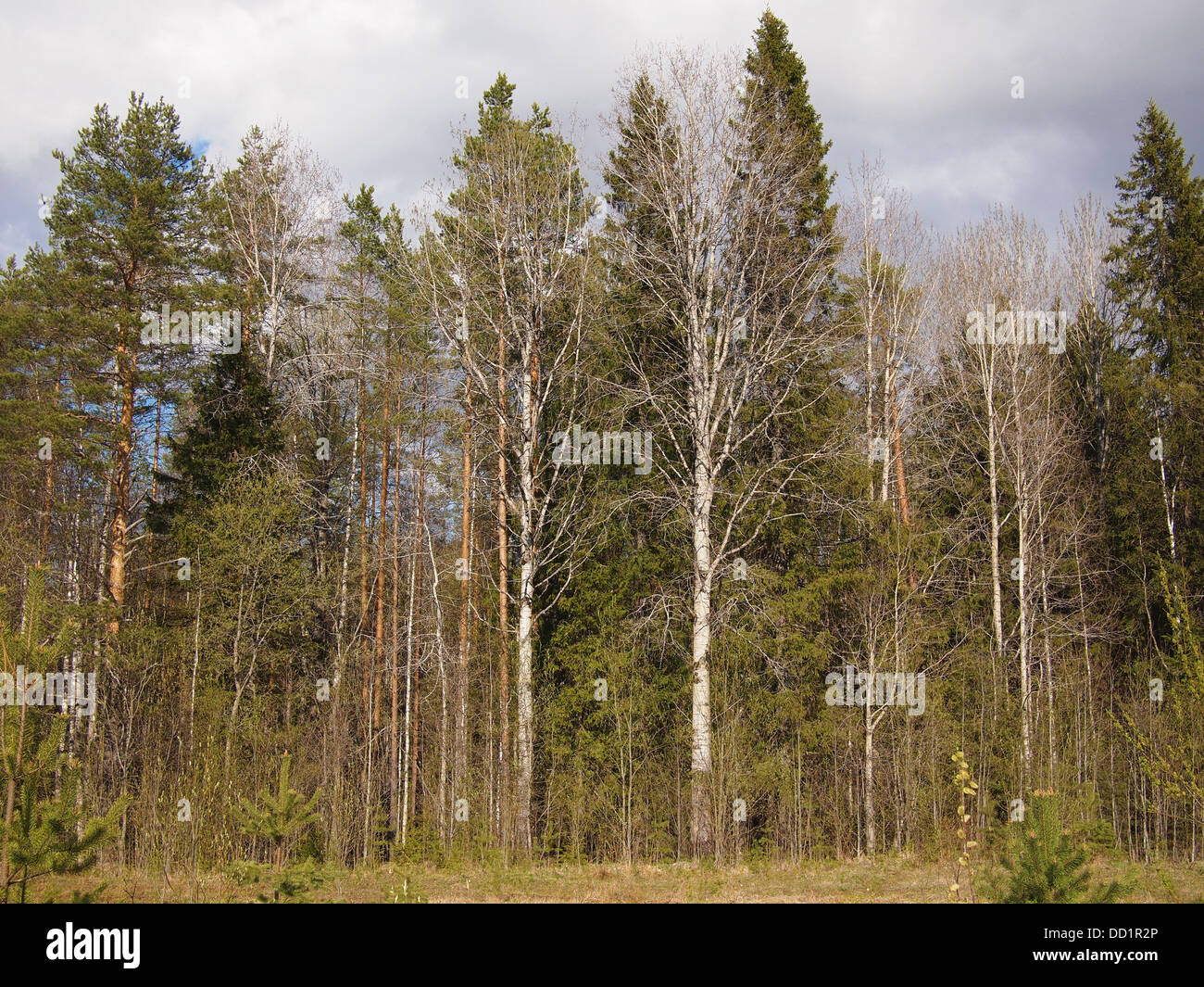 Forest Spring Stock Photo - Alamy