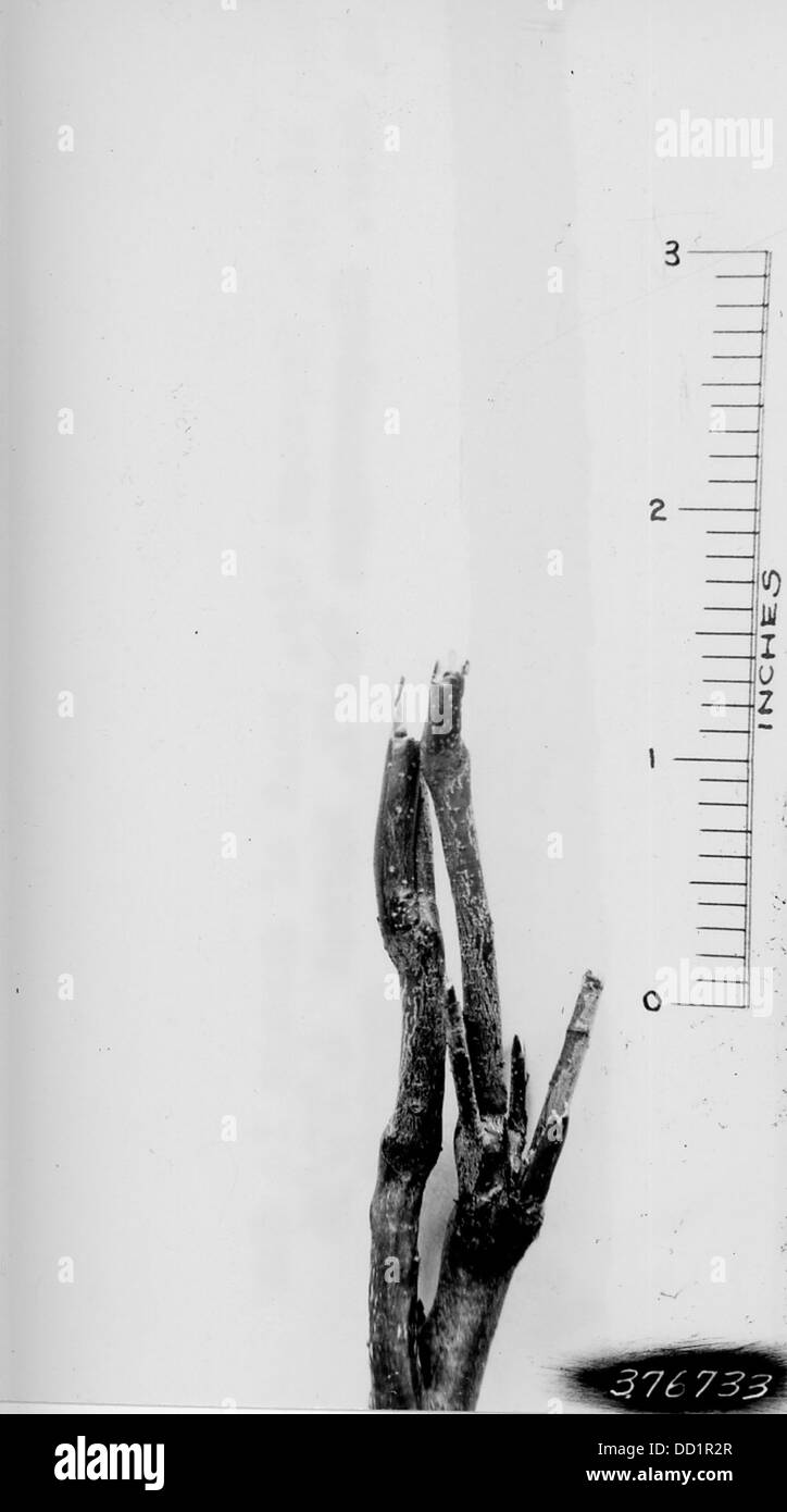 This image shows bog birch trees being browsed by deer, highlighting ...