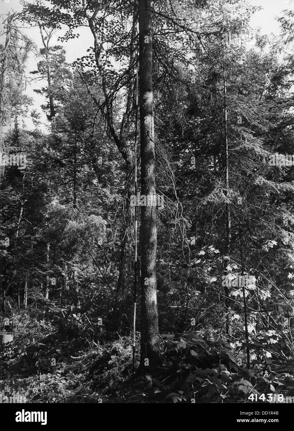 A second image showing the bole of a white spruce tree, emphasizing the ...