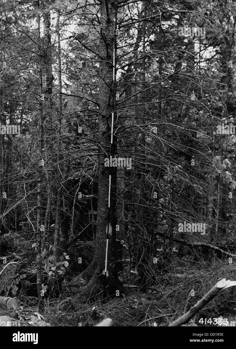 White spruce picea glauca Black and White Stock Photos & Images - Alamy