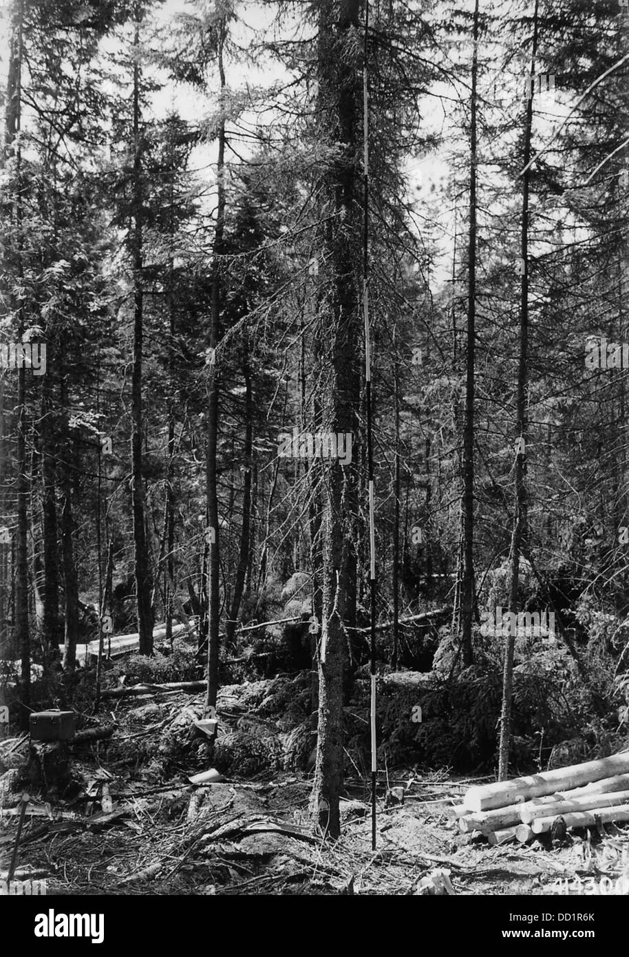 A close-up image showing the bole, or trunk, of a black spruce tree ...
