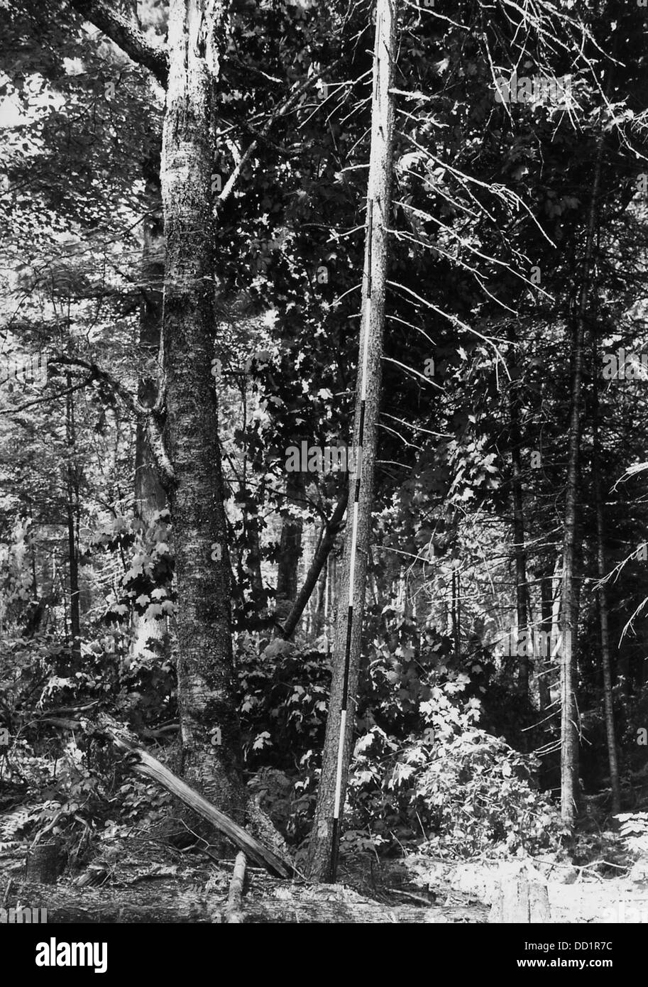 This image focuses on the bole (trunk) of a white spruce tree ...