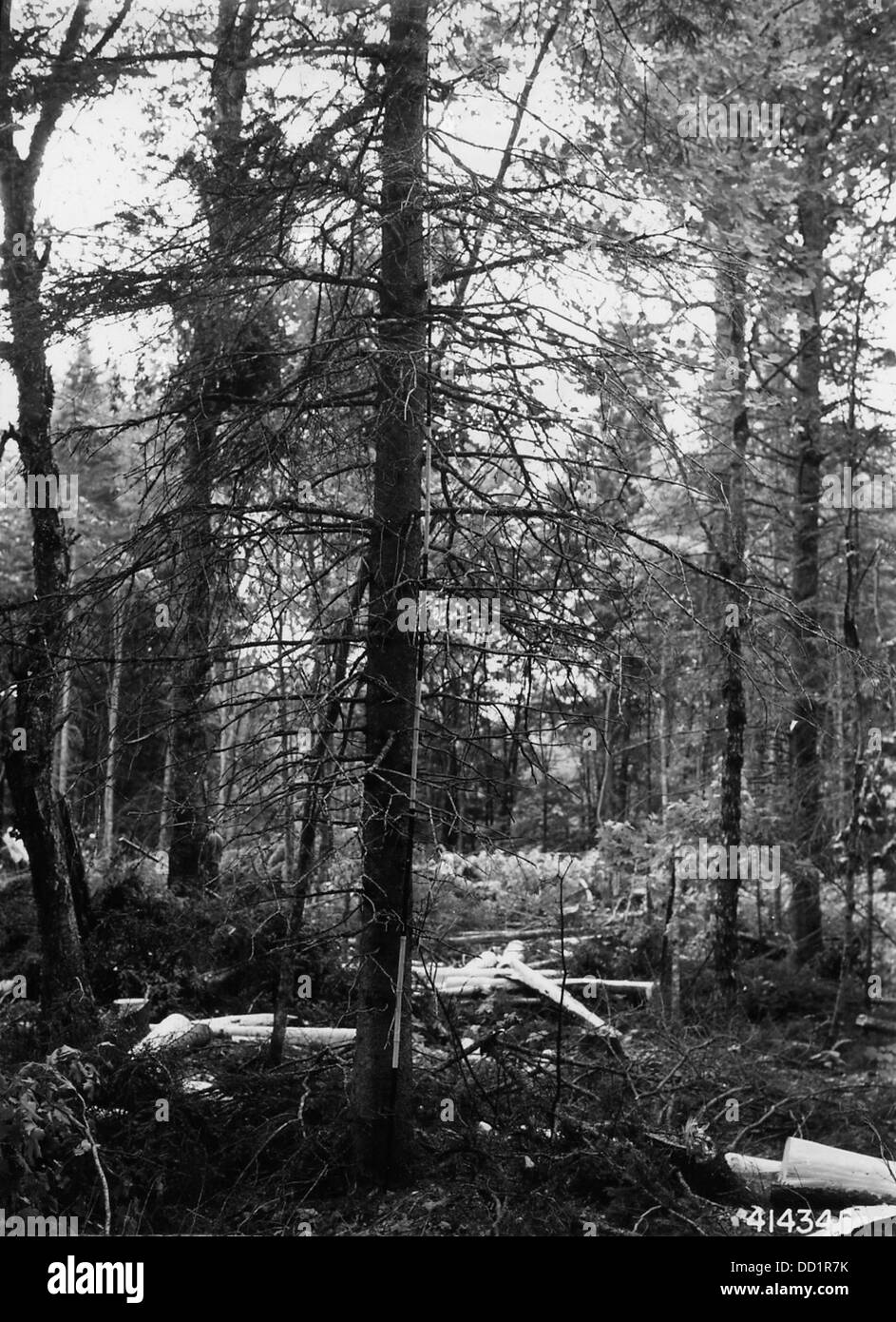 Conifer tree rings Black and White Stock Photos & Images - Alamy