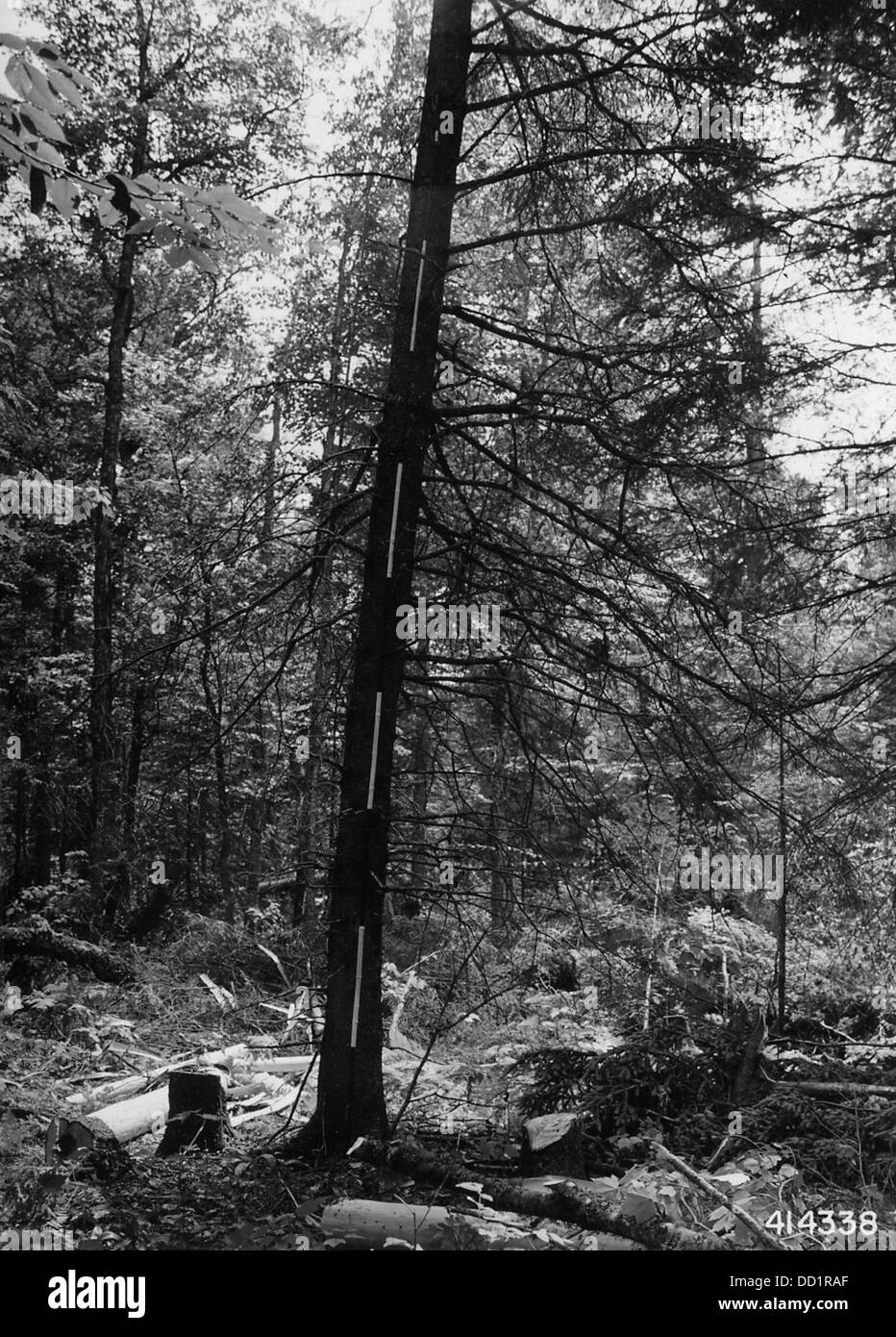 Growth structure Black and White Stock Photos & Images - Alamy