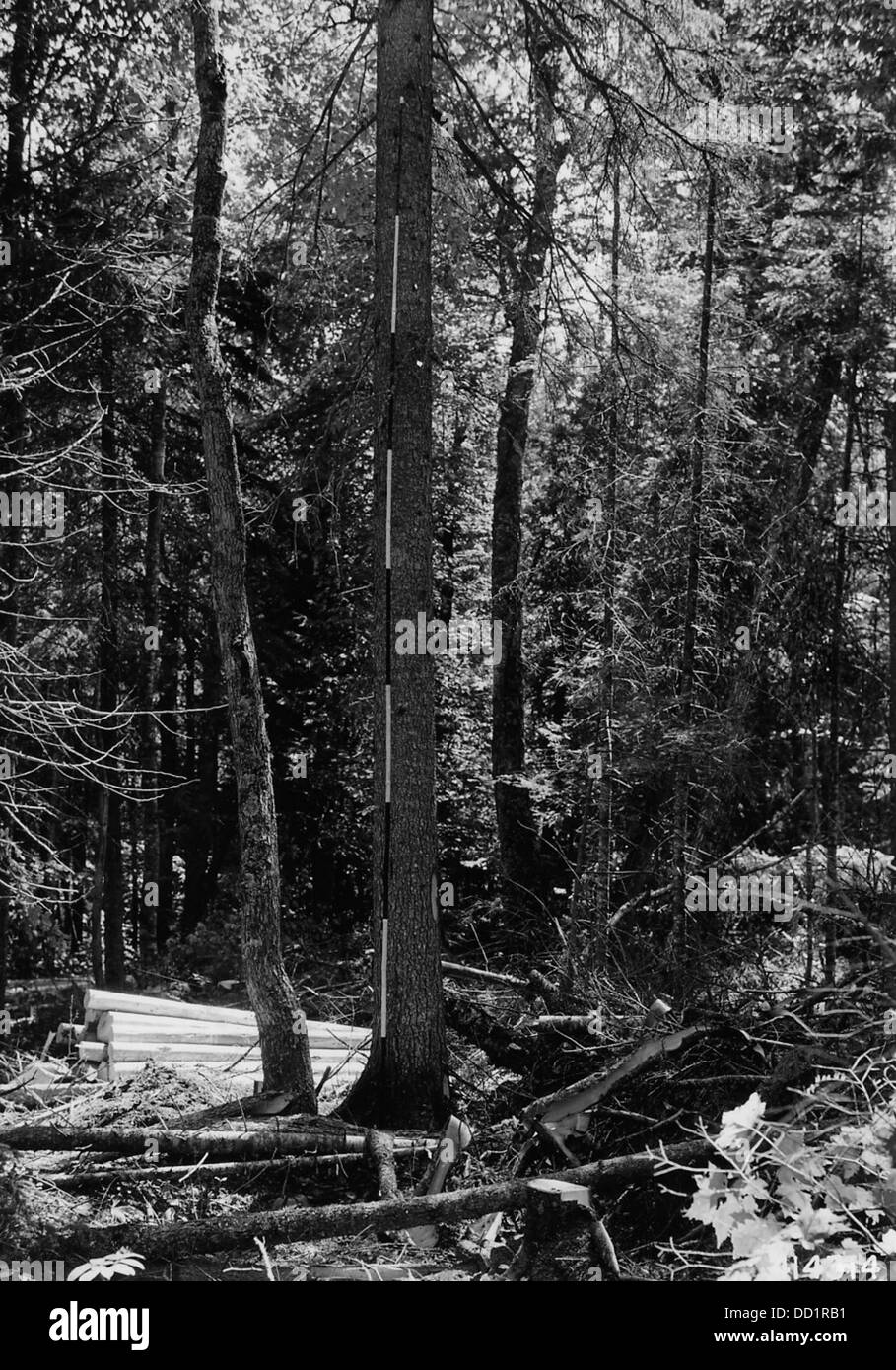 The bole of a white spruce tree, a vital component of the tree’s trunk ...