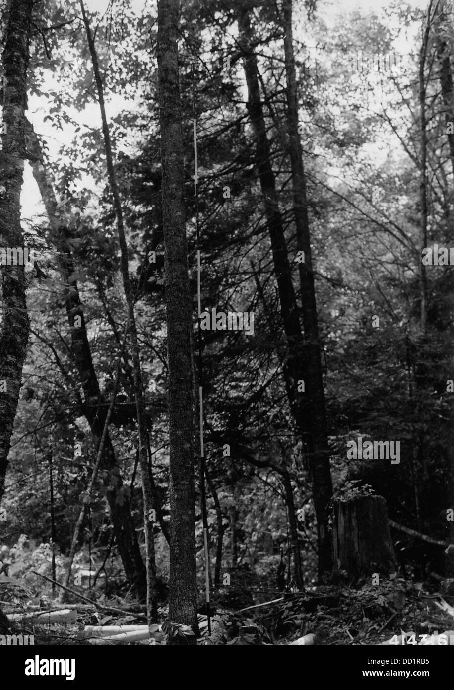 Tree bark texture Black and White Stock Photos & Images - Alamy