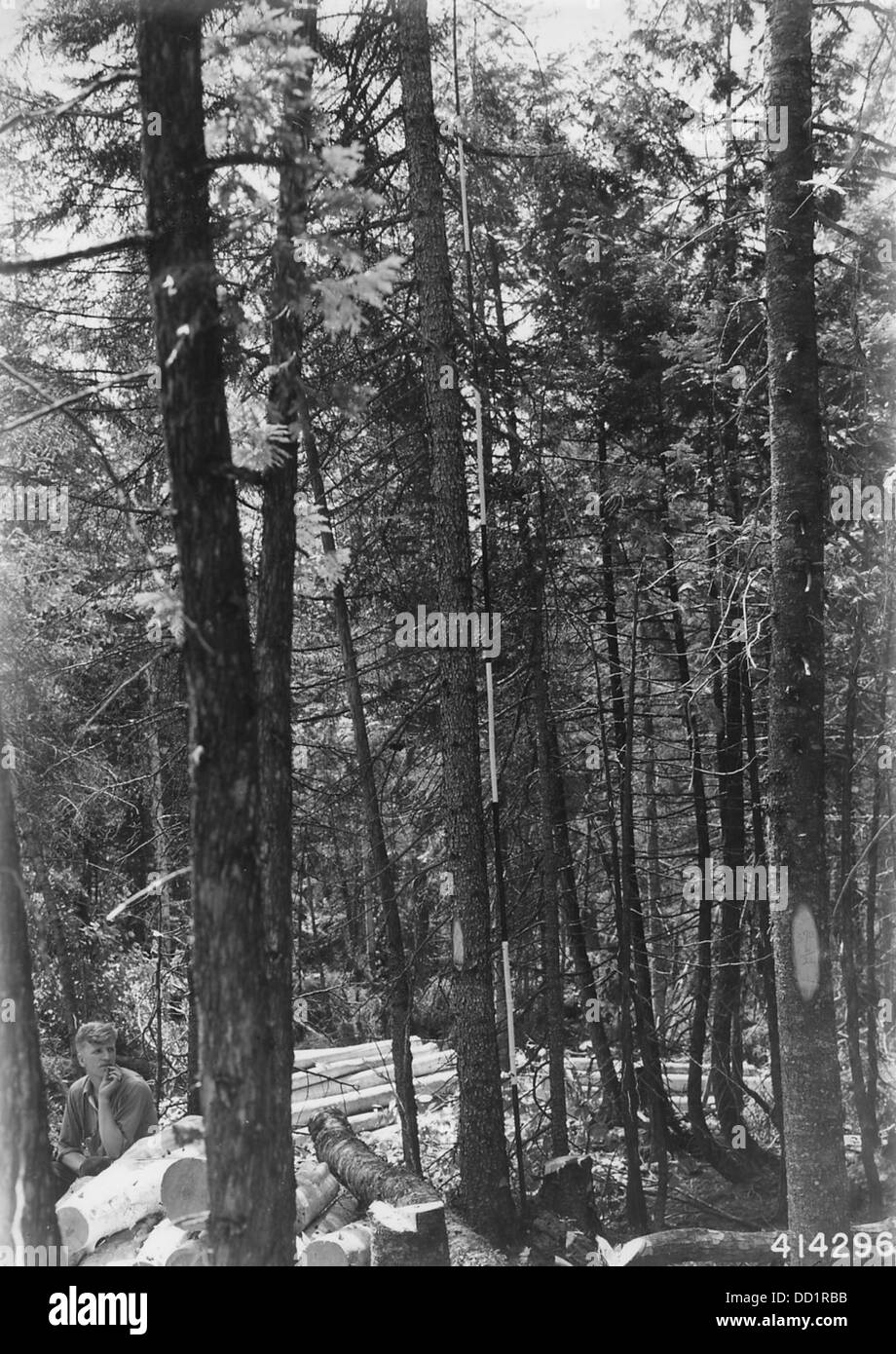 The bole of a Black Spruce tree, showing its trunk structure. The tree ...