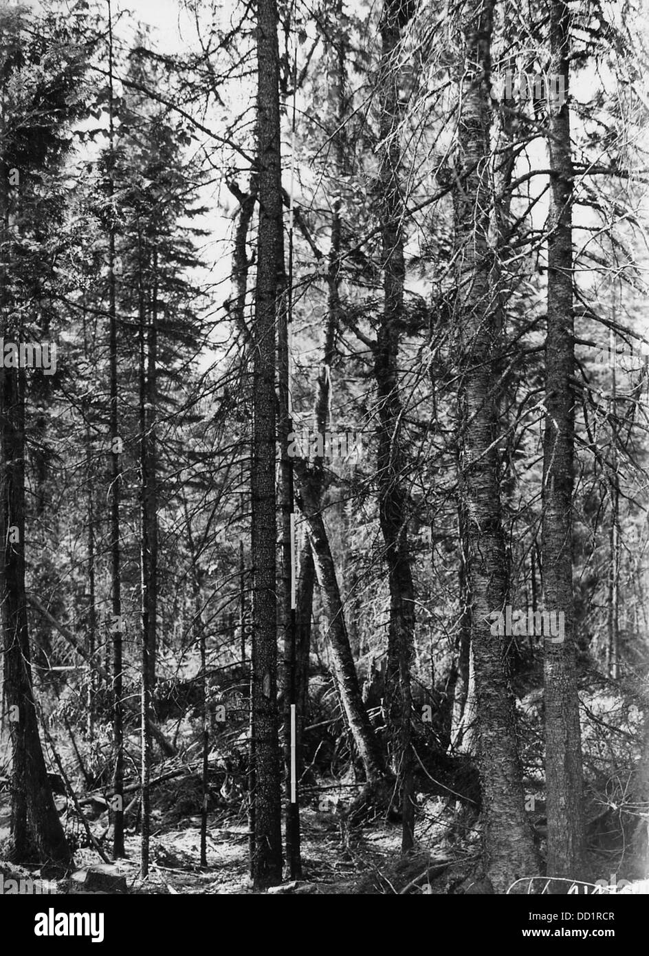 The bole of a black spruce tree refers to the trunk, which is often ...