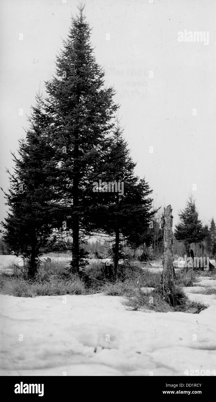 A photograph of animals browsing on balsam, a type of evergreen tree ...
