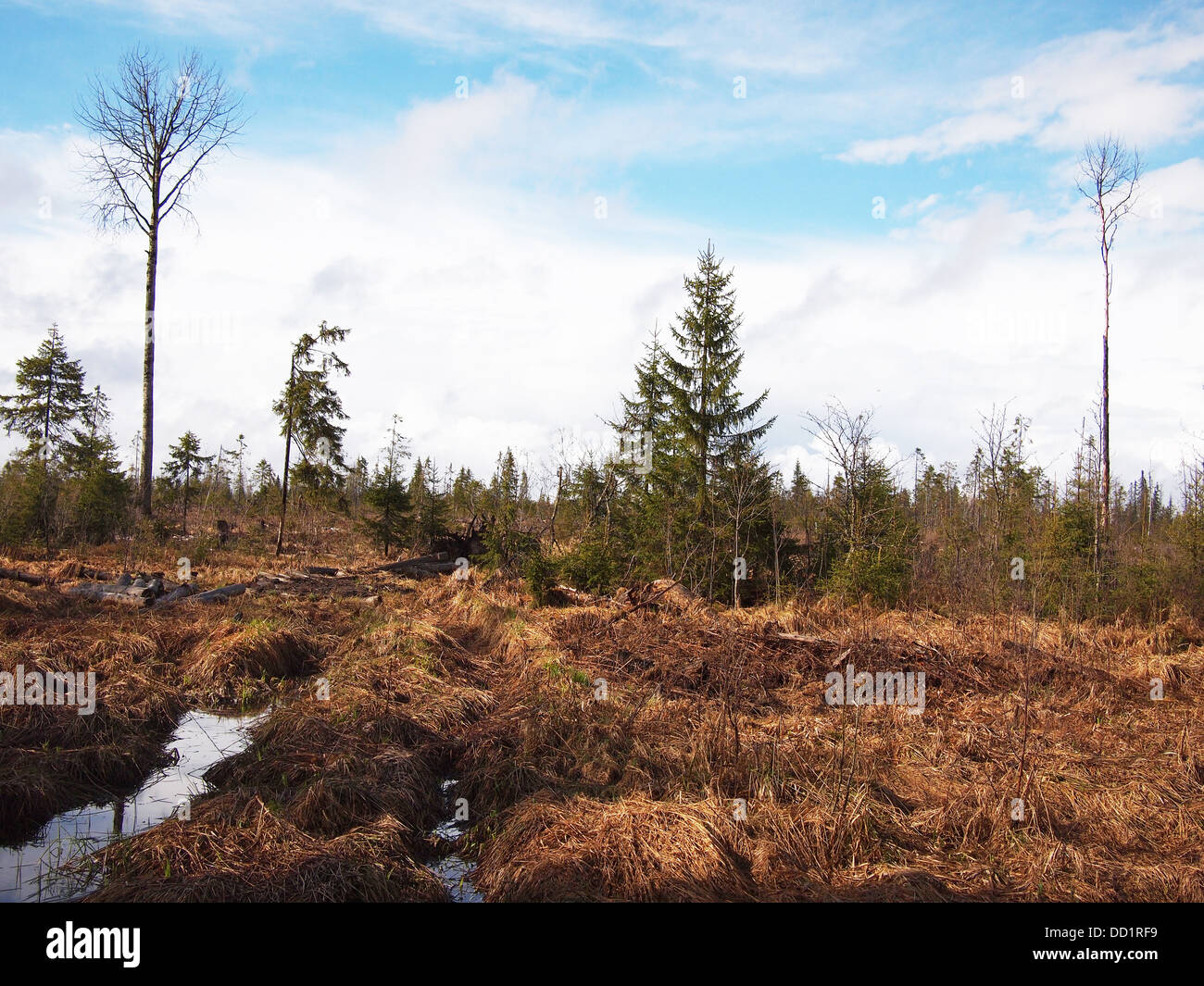 forest after logging Stock Photo - Alamy