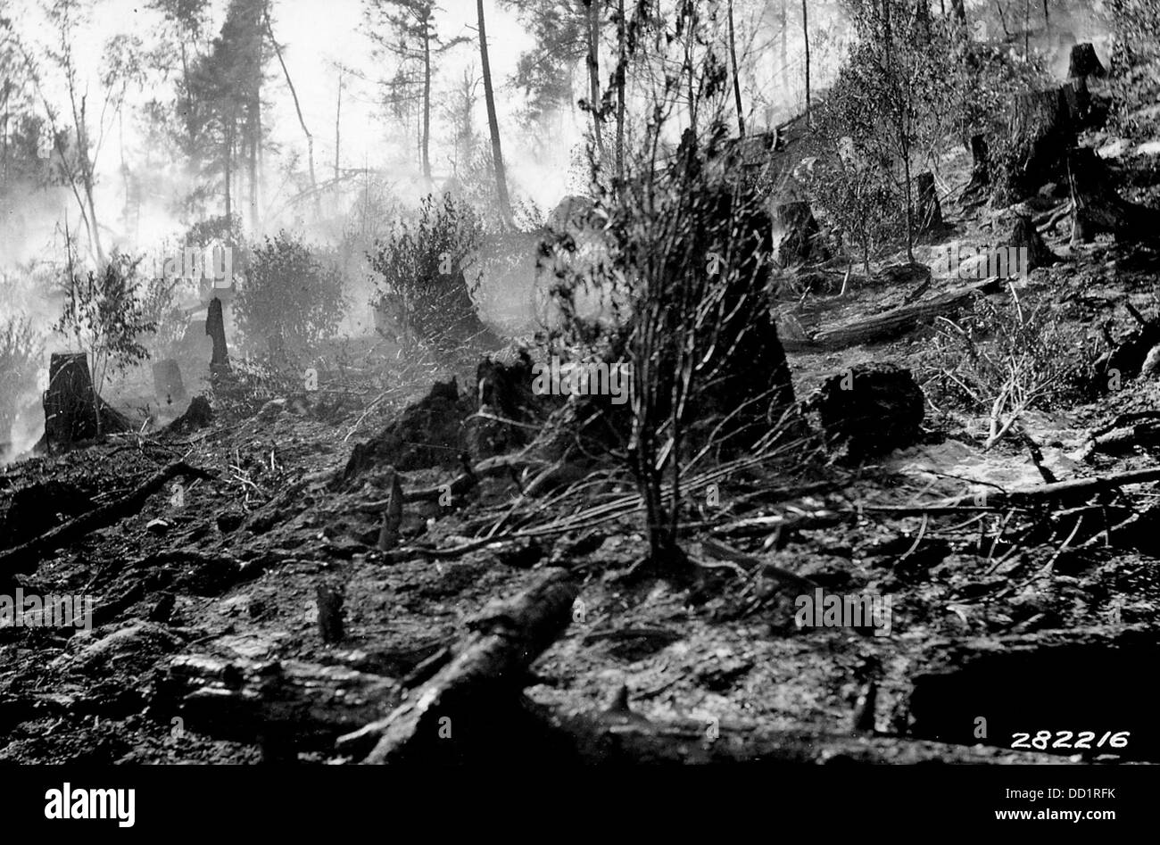 This image depicts a burned-over area, showing the aftermath of a ...