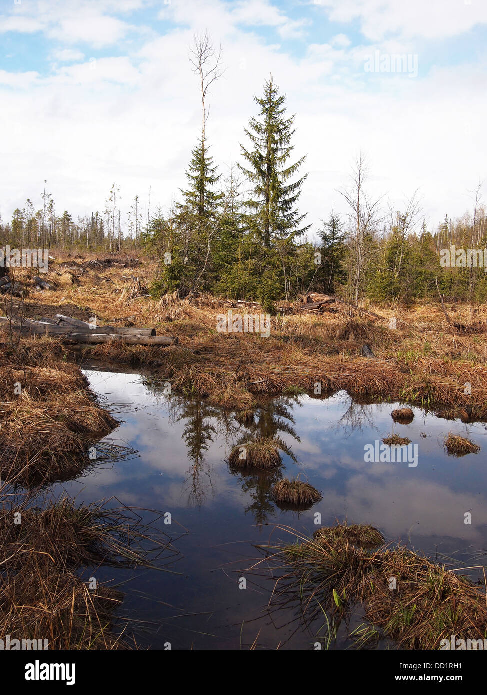 forest after logging Stock Photo - Alamy