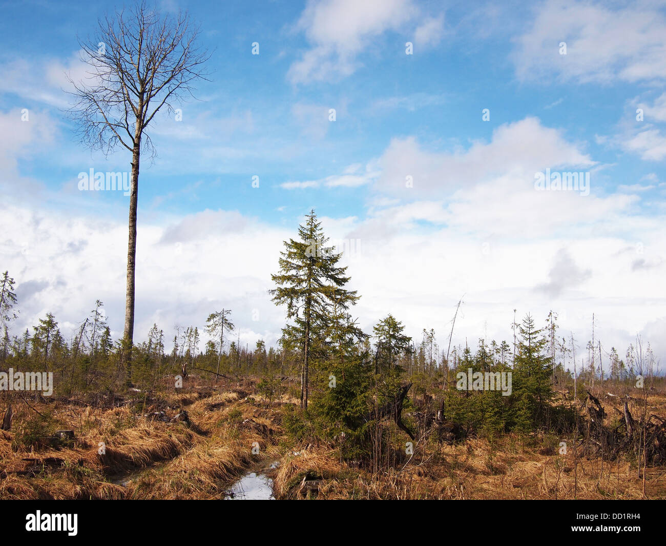 forest after logging Stock Photo - Alamy