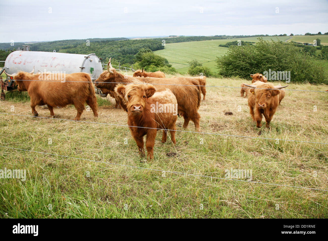 Galloway highland beef cow hi-res stock photography and images - Alamy