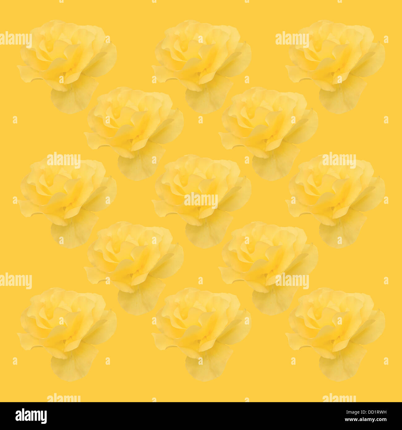 Yellow roses background Stock Photo - Alamy