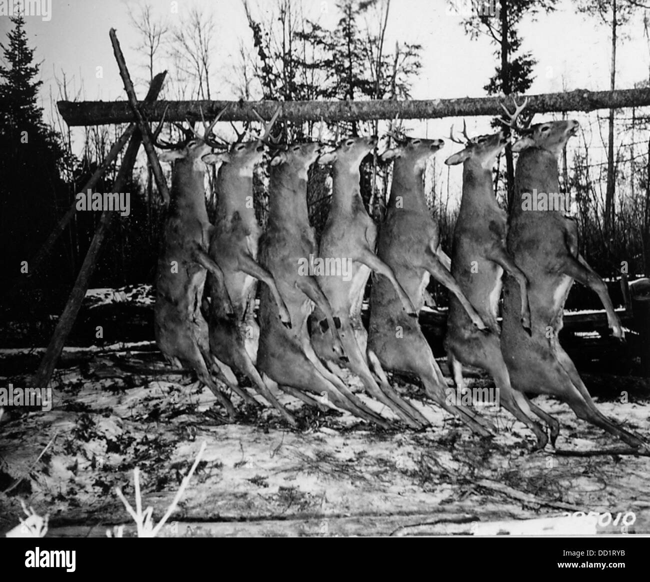 This image depicts several bucks killed by hunters, providing insight ...