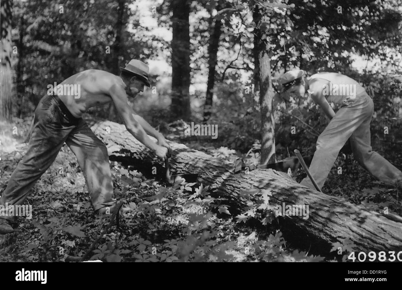 This photograph captures a worker bucking logs at the Rhodes Timber ...