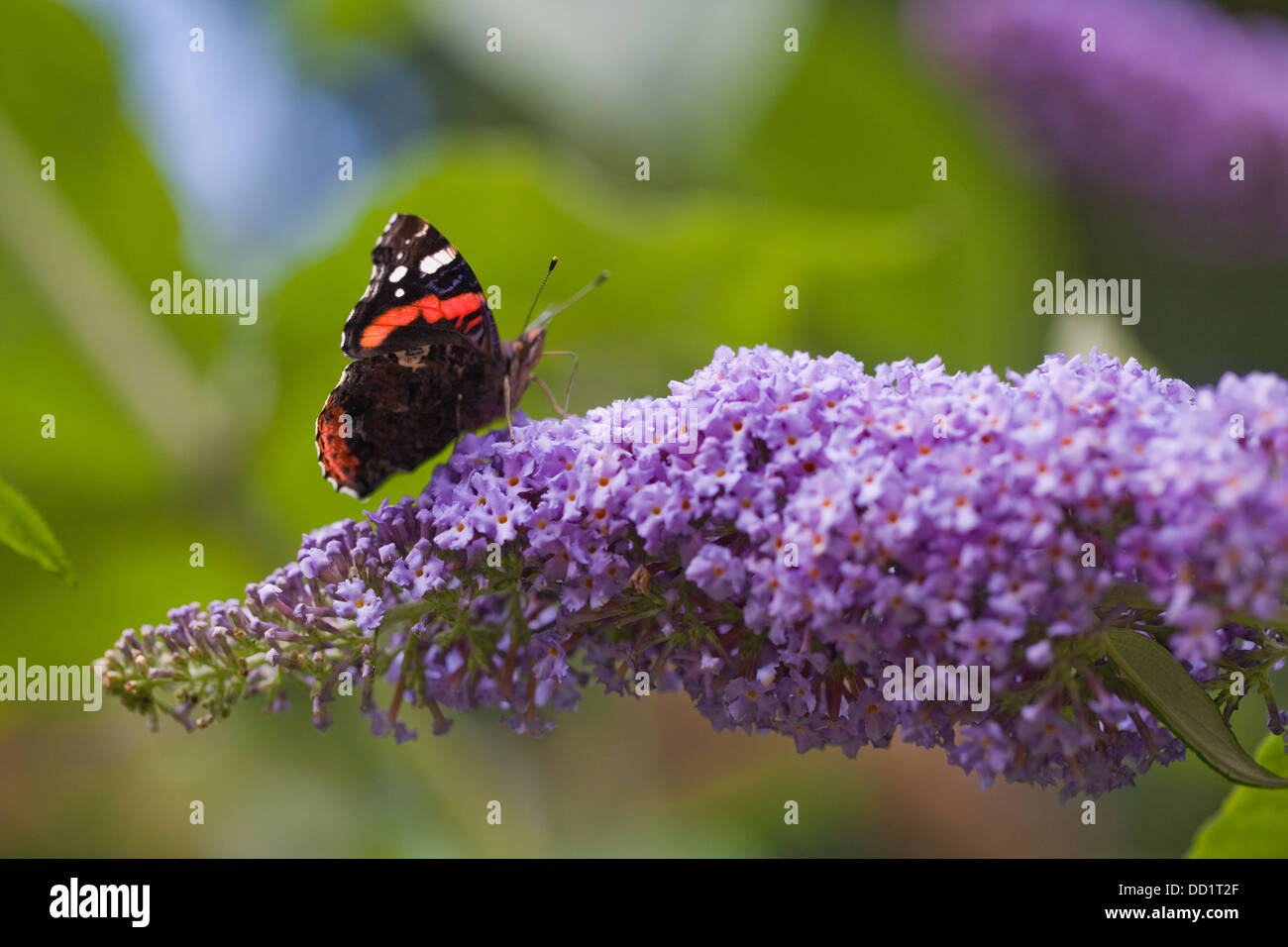 Red admiral butterfly distinctive hi-res stock photography and images ...