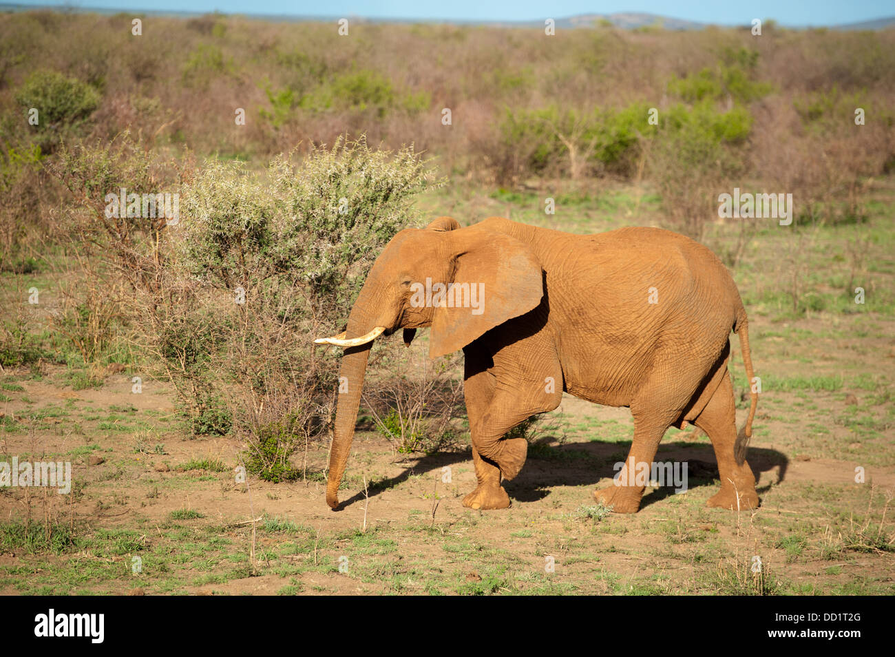 North african elephant hi-res stock photography and images - Alamy