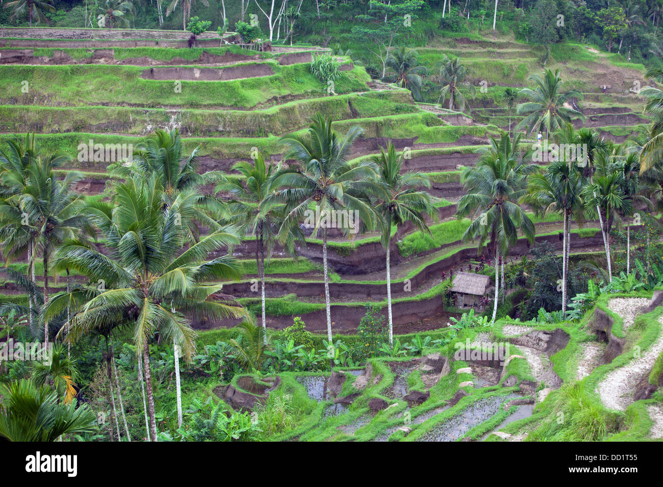 Scenes of Bali, Indonesia Stock Photo - Alamy