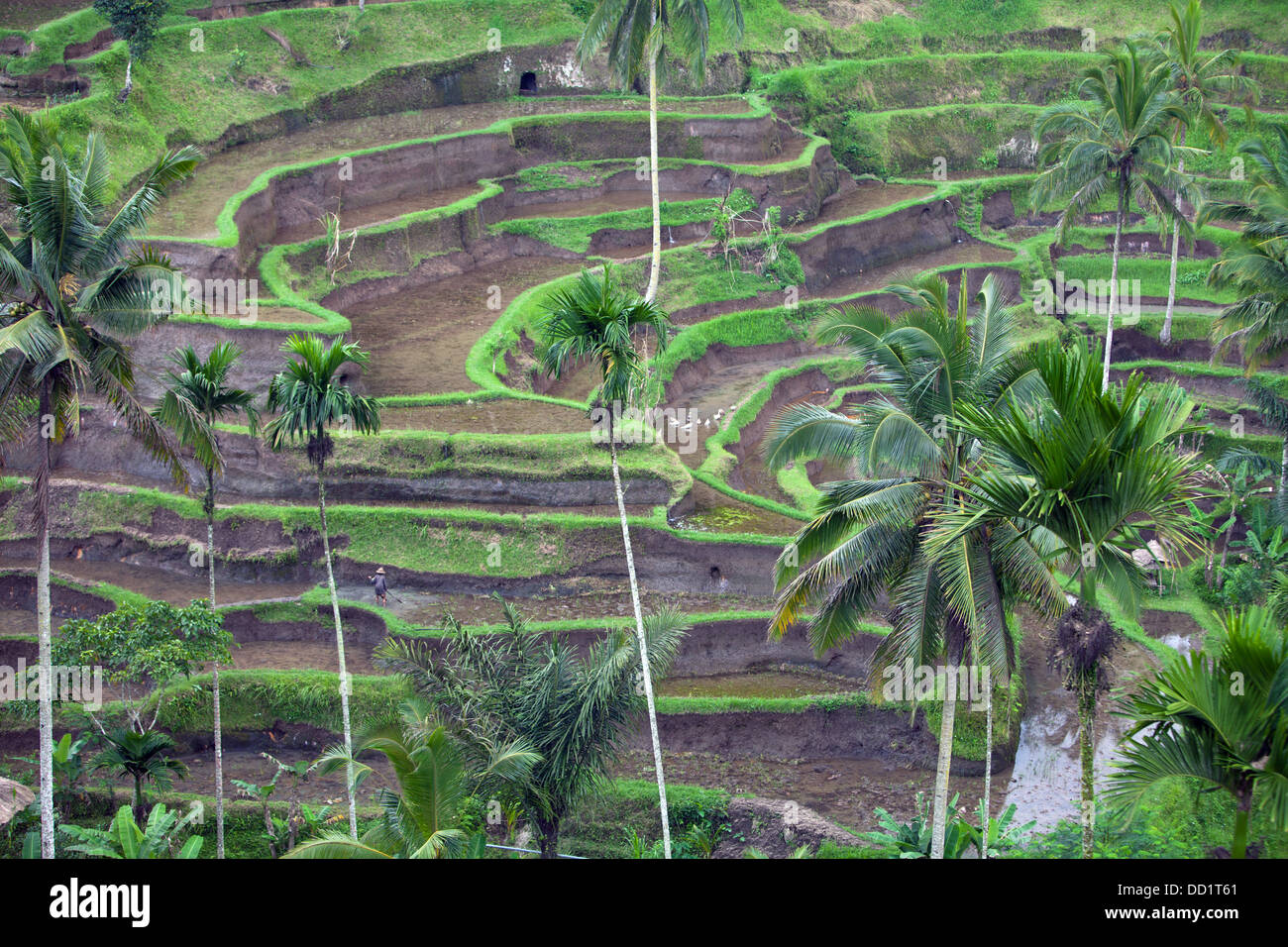 Scenes of Bali, Indonesia Stock Photo - Alamy