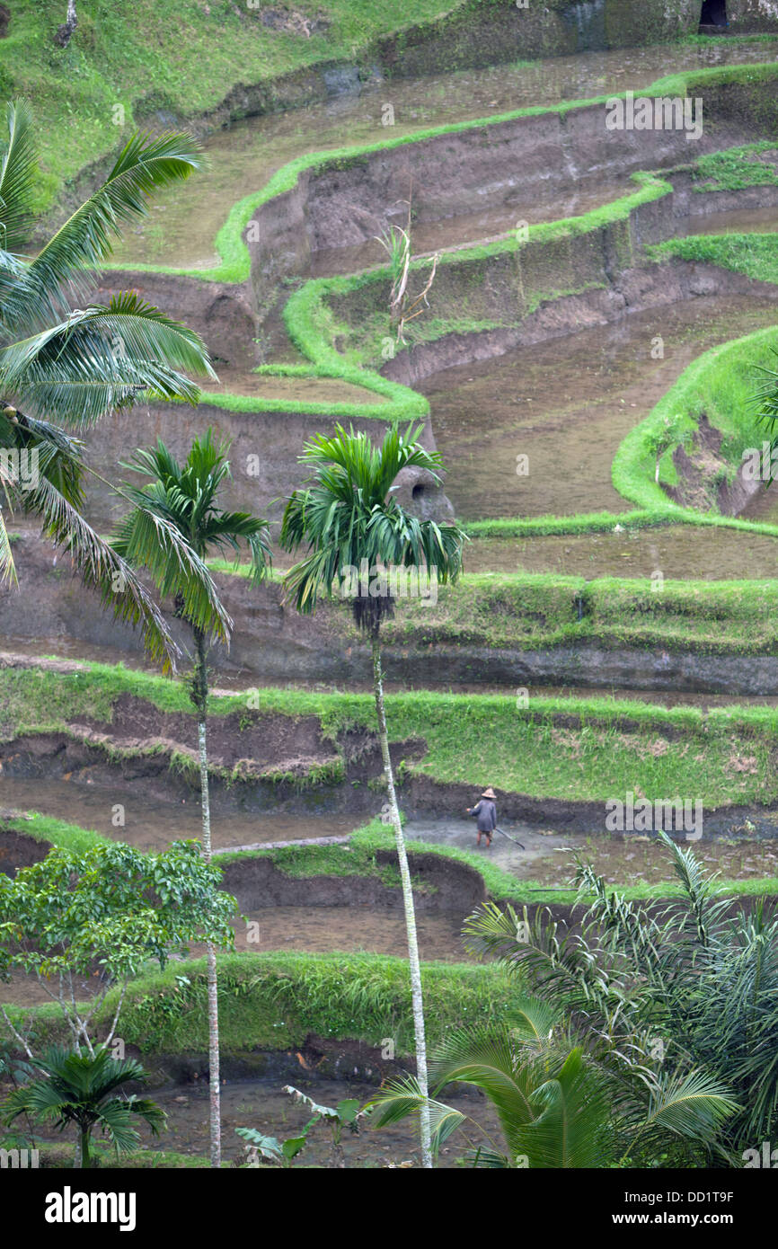 Scenes of Bali, Indonesia Stock Photo - Alamy