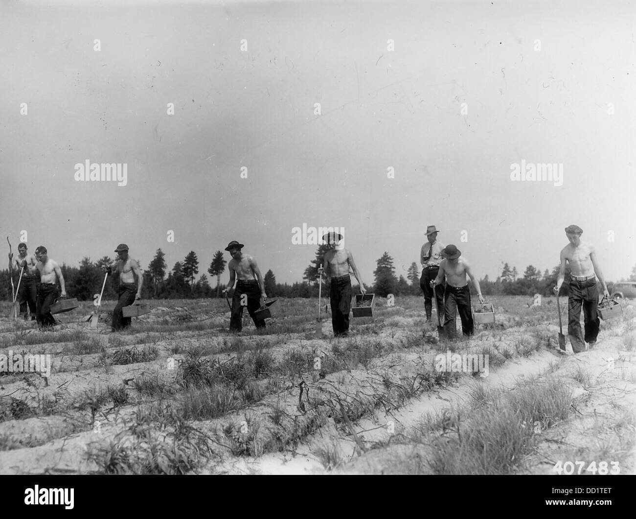 A Civilian Conservation Corps (CCC) planting crew at work during the ...