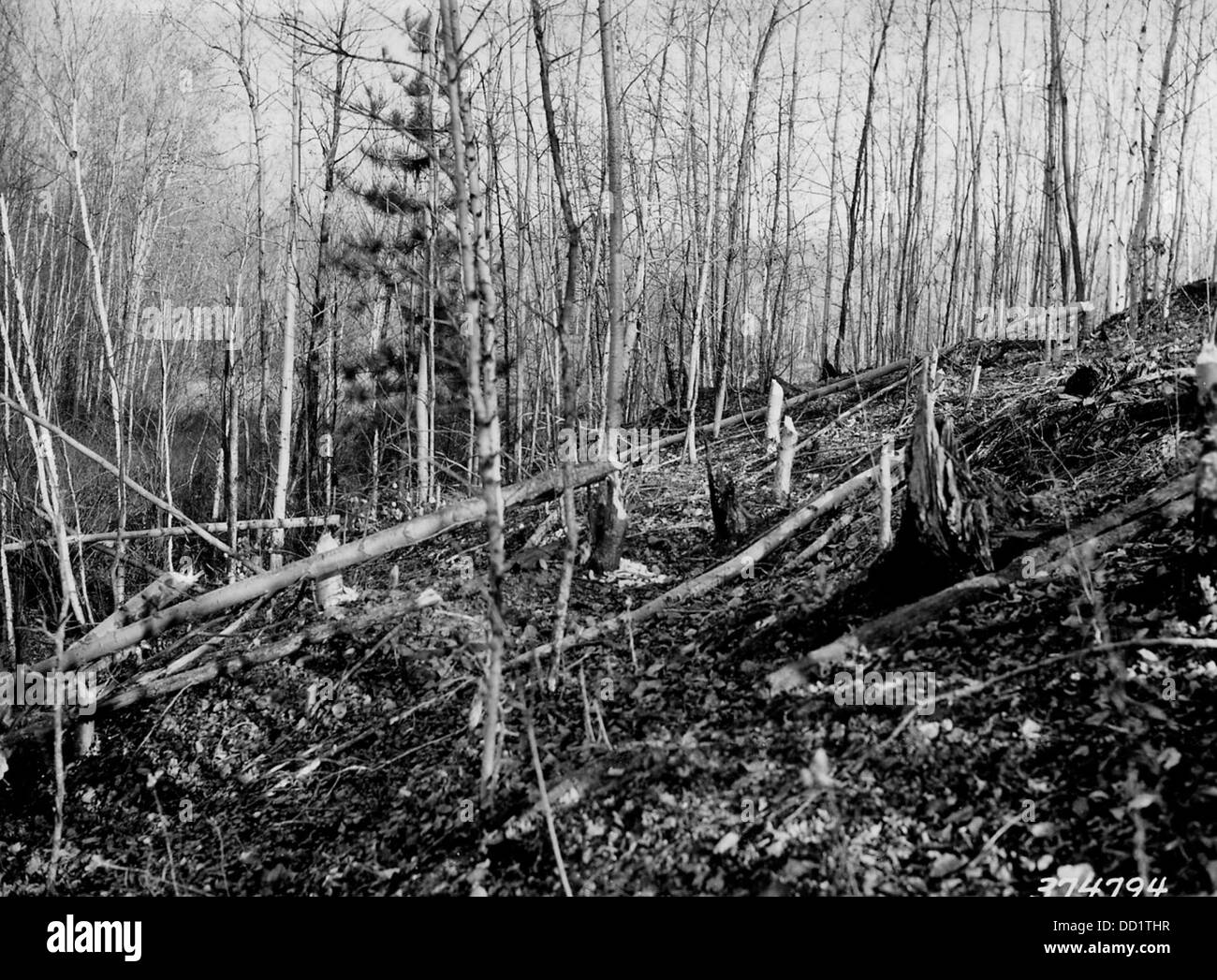 Clear-cut logging of Aspen trees is depicted in this image ...